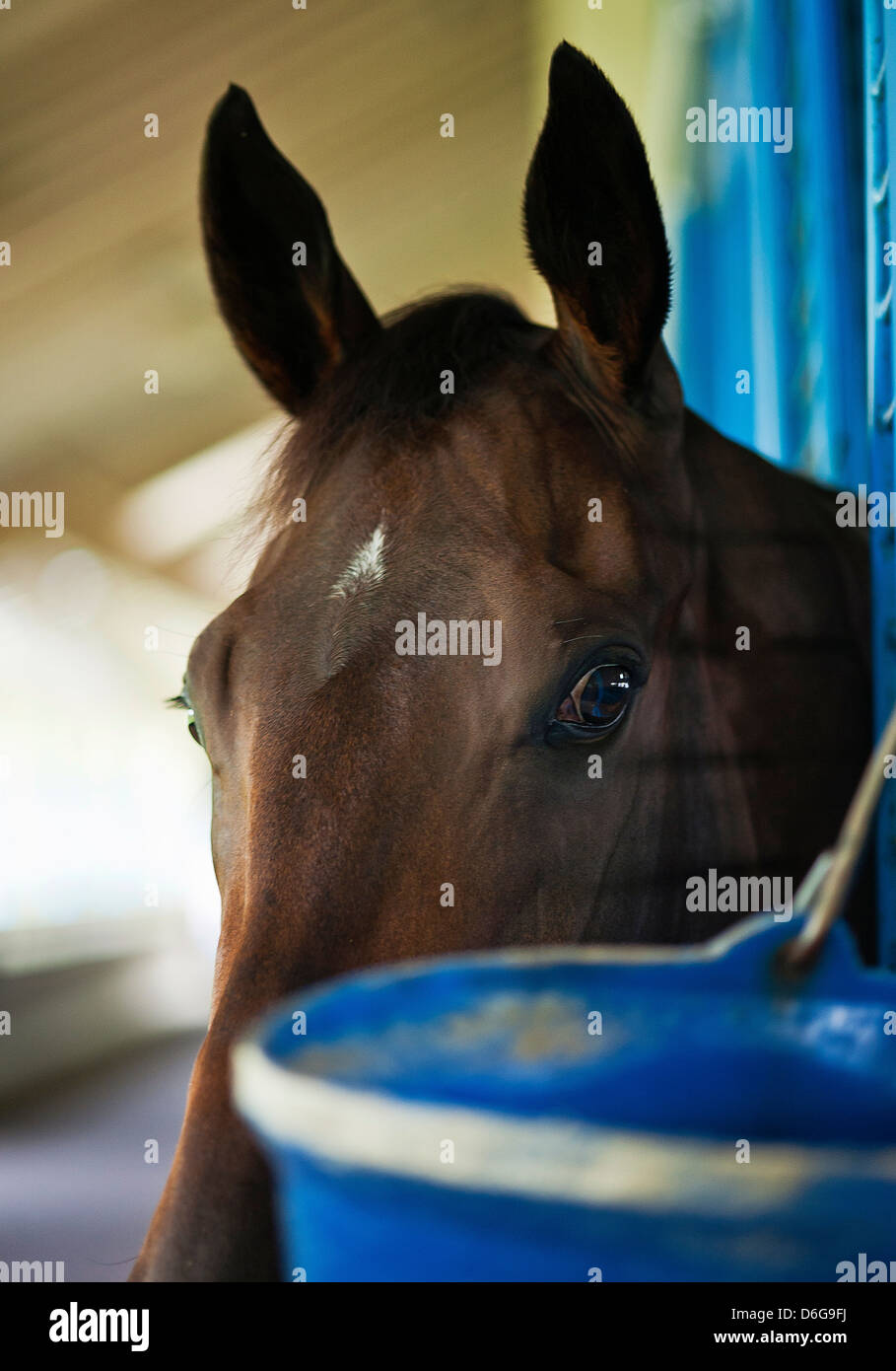 Race horse in stable Stock Photo - Alamy