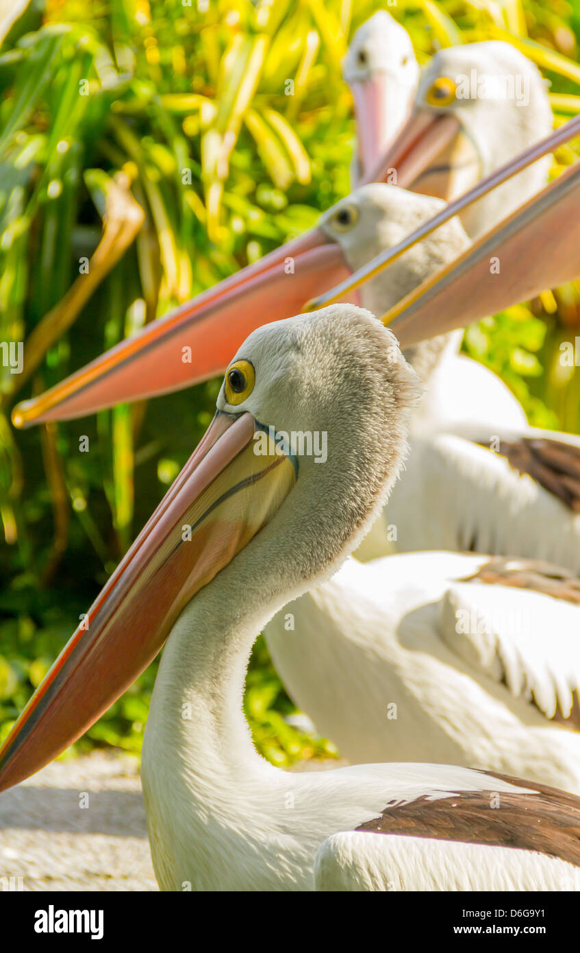 Pelicans pelican bird birds hi-res stock photography and images - Alamy