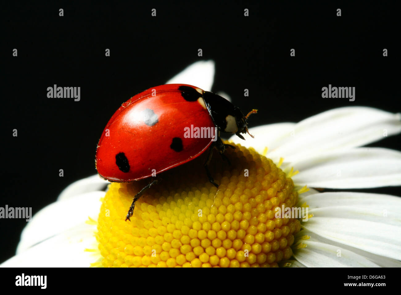 summer ladybug on white camomile Stock Photo - Alamy