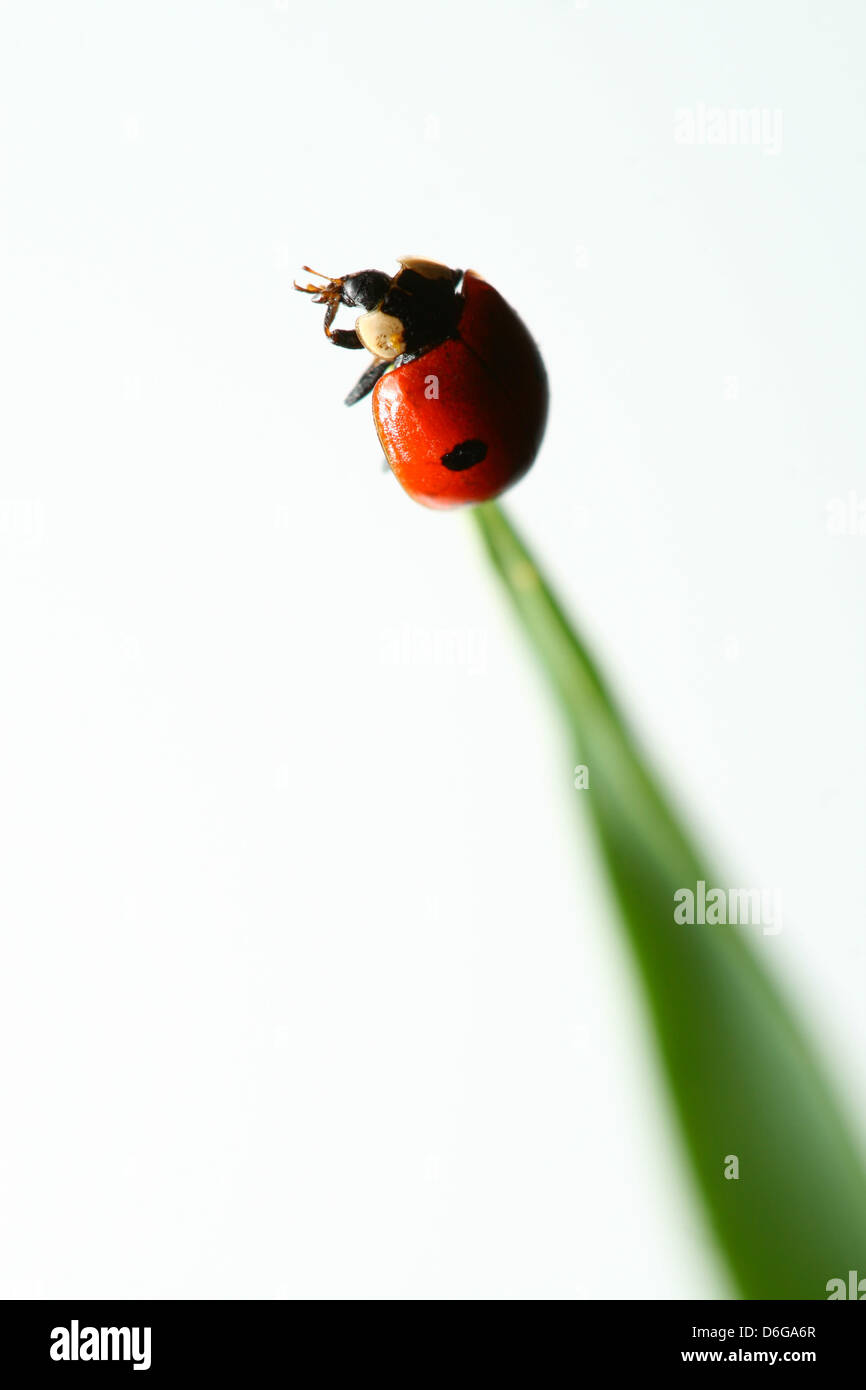 summer red ladybug on grass Stock Photo - Alamy