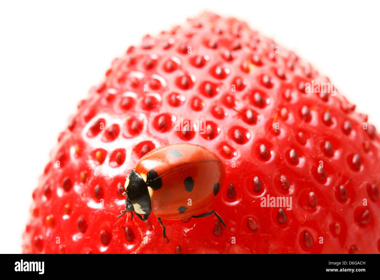 strawberry ladybug gourmet macro close up Stock Photo - Alamy