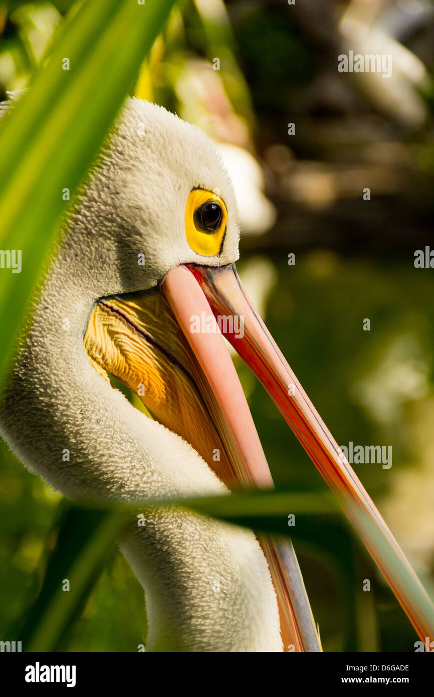 Pelican bird birds hi-res stock photography and images - Alamy