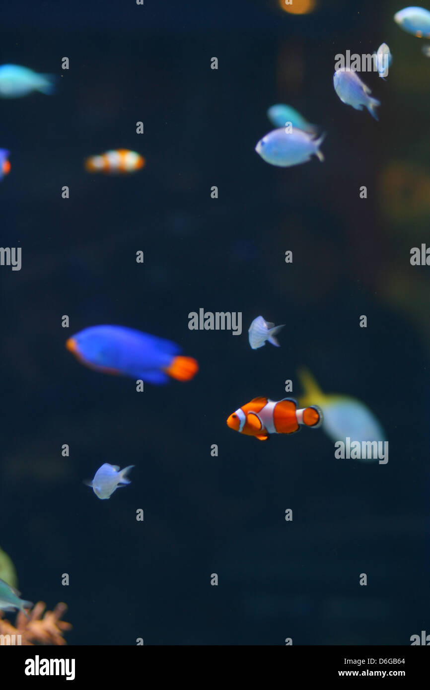 Fish eating under water hi-res stock photography and images - Alamy