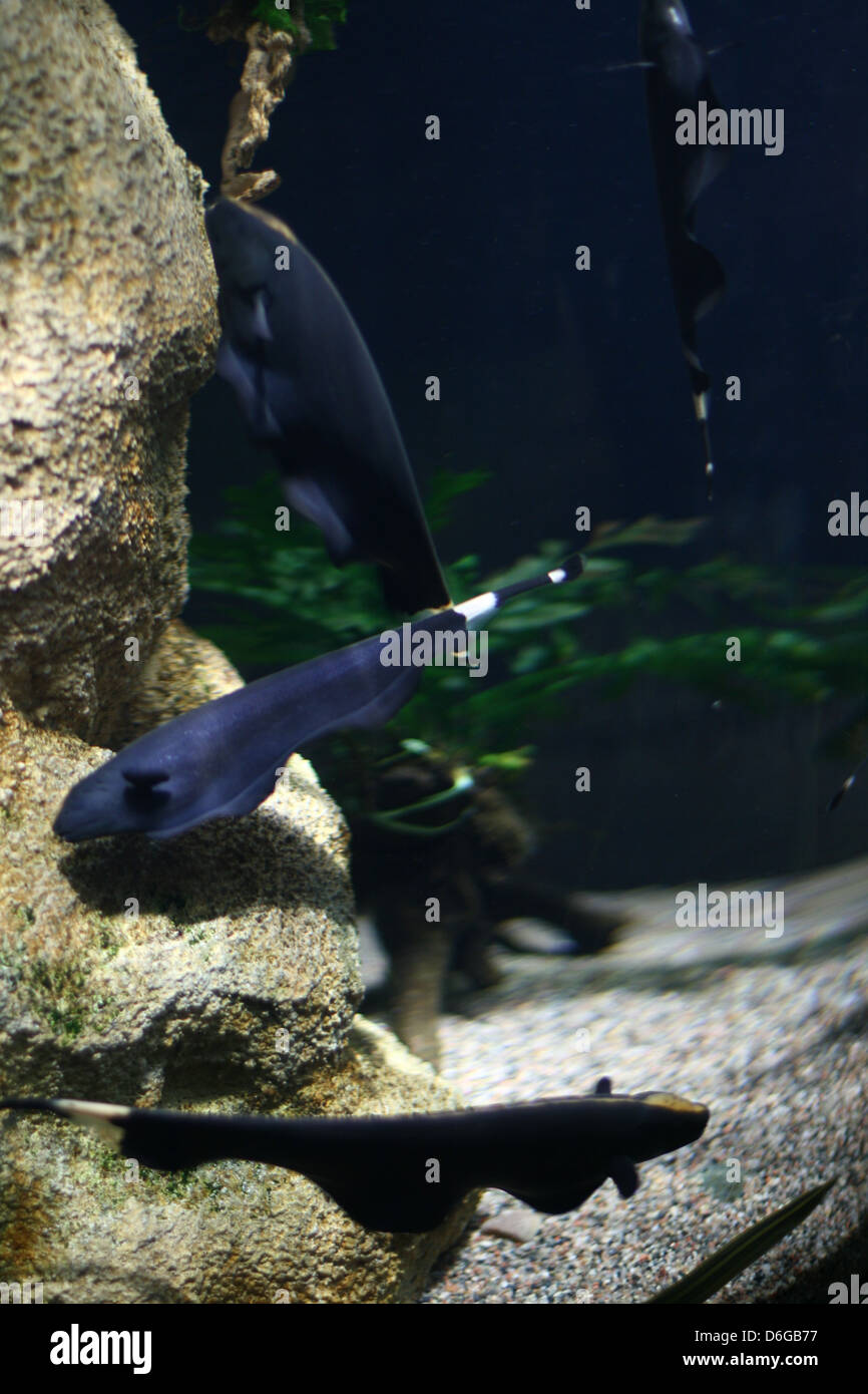 Fish eating under water hi-res stock photography and images - Alamy