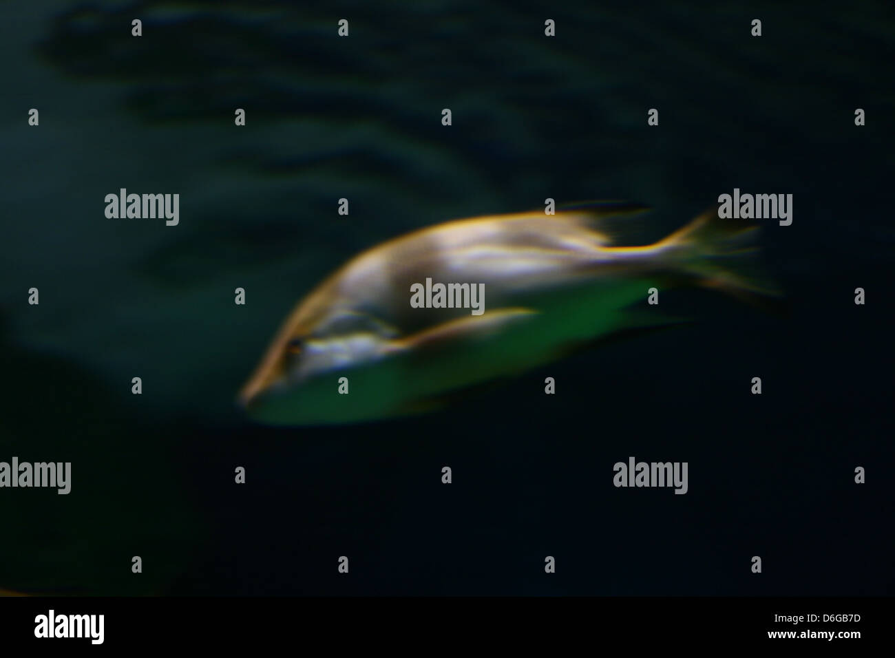 Collector fish hi-res stock photography and images - Alamy