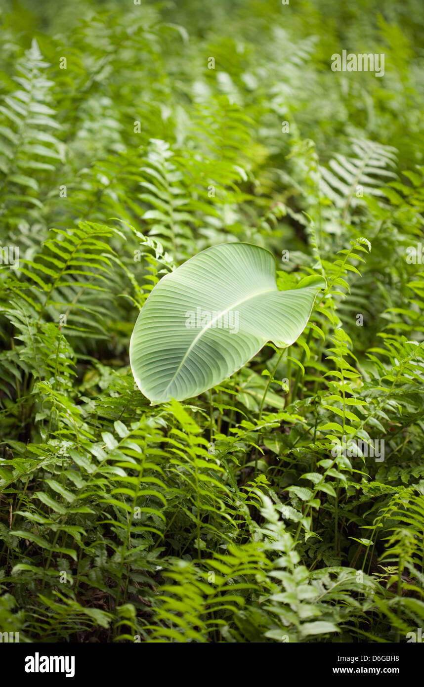 Fern bed hi-res stock photography and images - Alamy