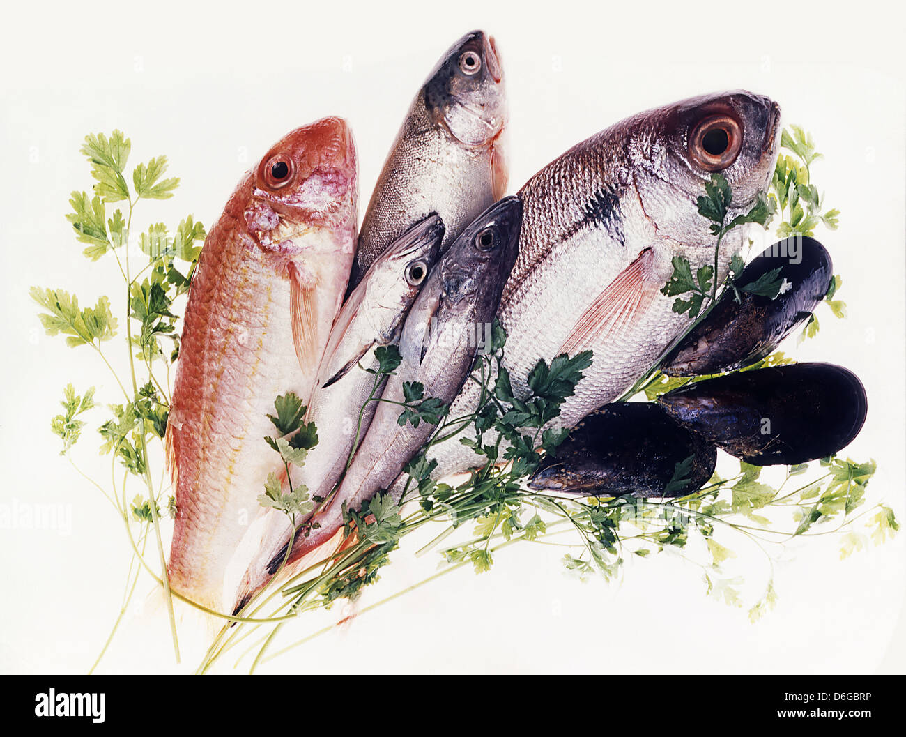 Still life of fresh fish and shellfish isolated on white background ...