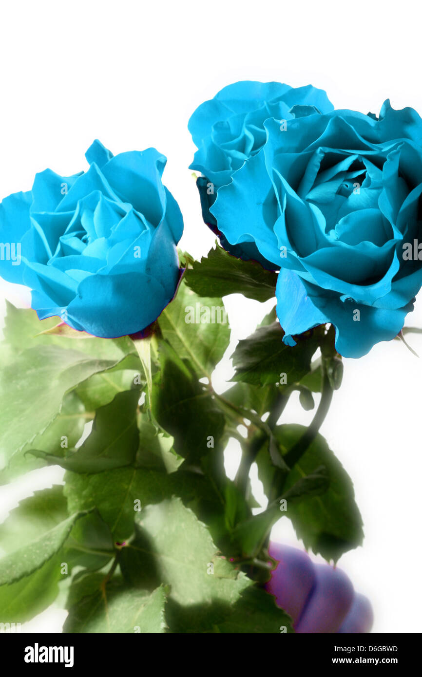 beautiful red rose spring flower close-up Stock Photo - Alamy