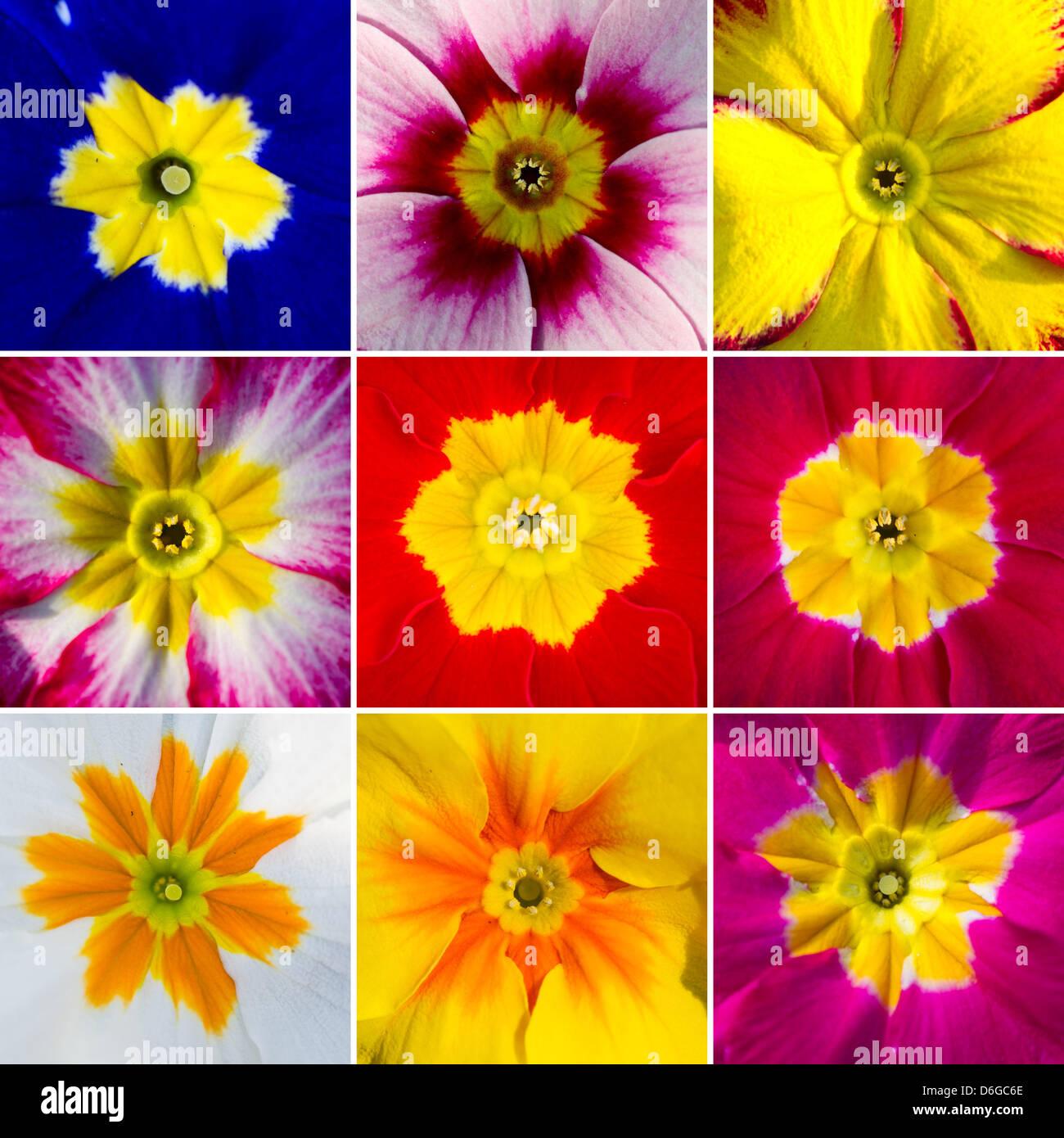 The composite image shows nine primrose flowers in various colors at ...