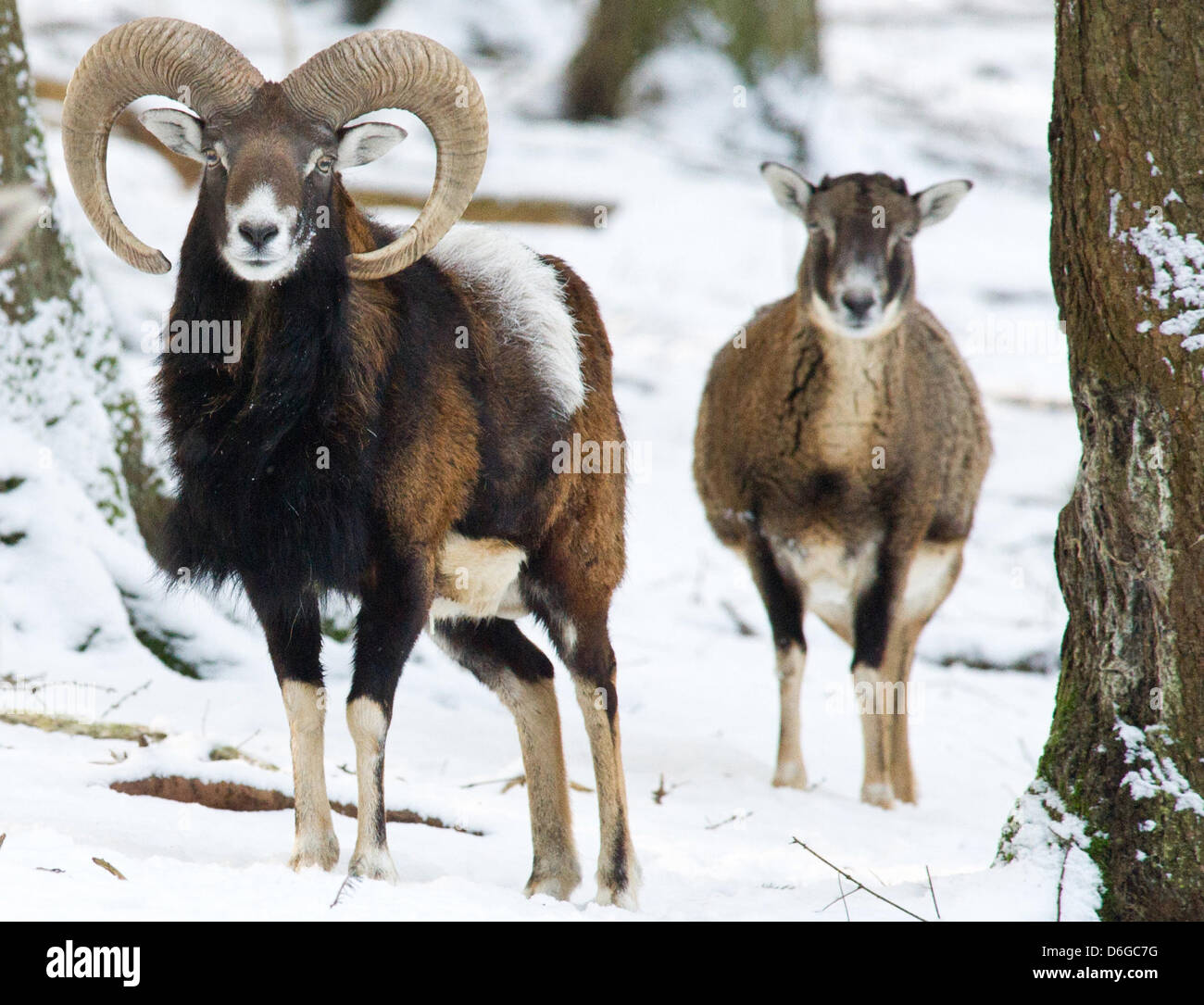 Wild European Mufflon sheep (Ovis orientalis musimon) stand in the ...