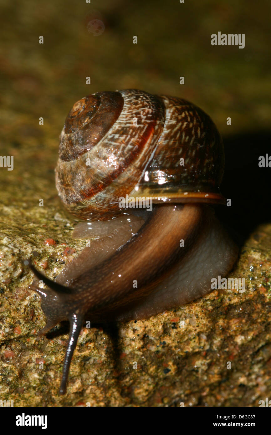 little shell macro close up Stock Photo - Alamy