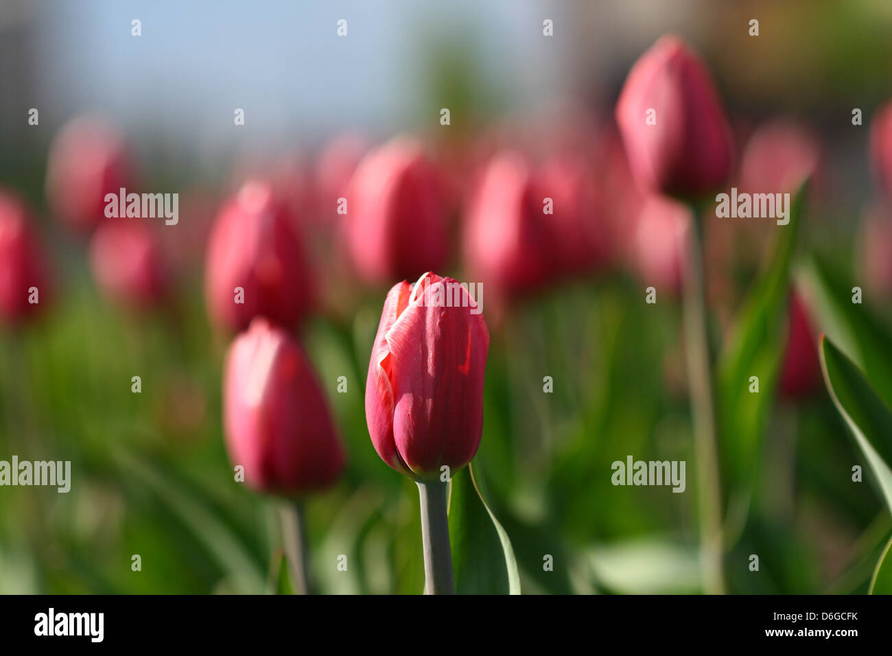tulip nature spring colorful background Stock Photo - Alamy