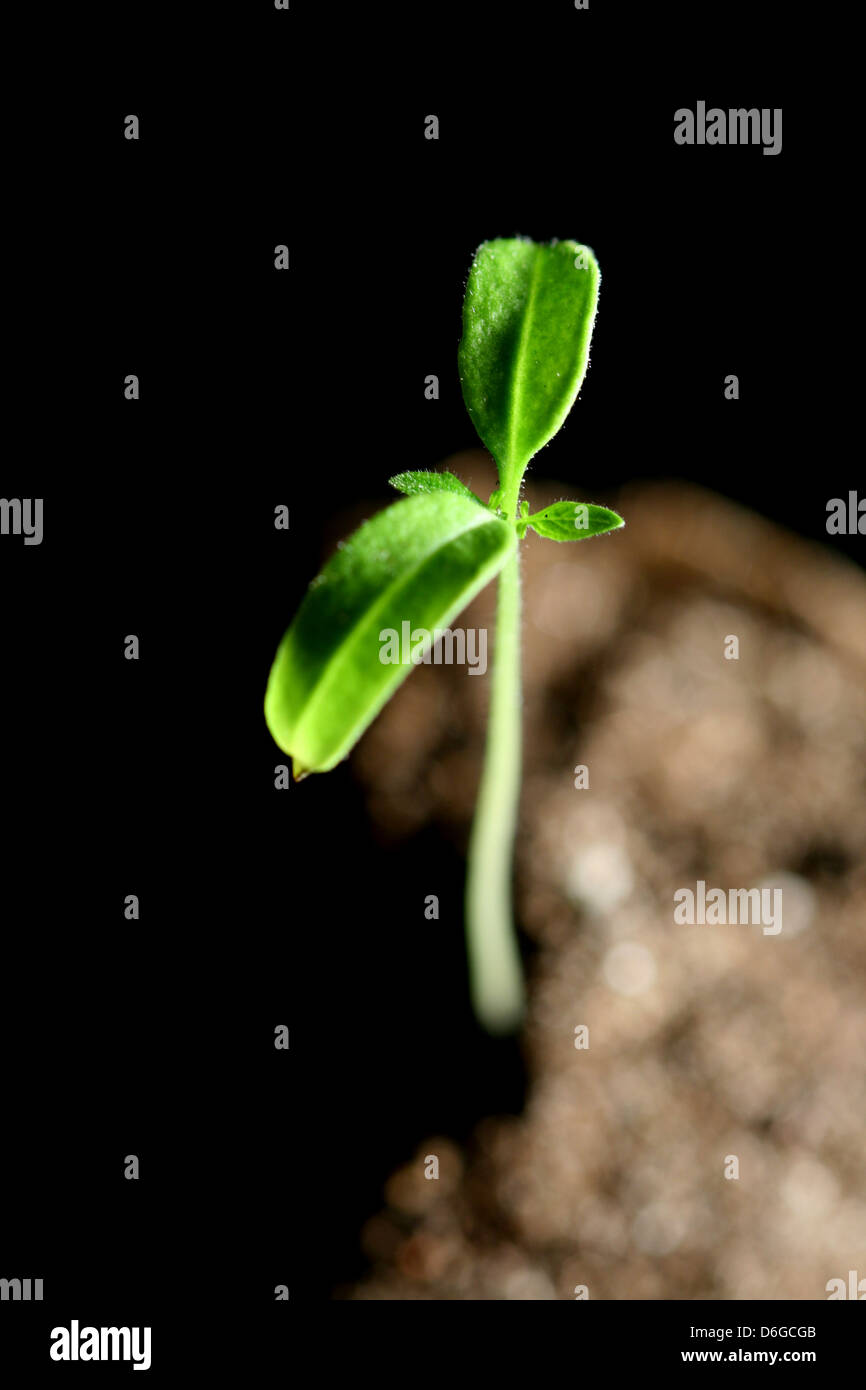 new life green plant nature concept Stock Photo - Alamy