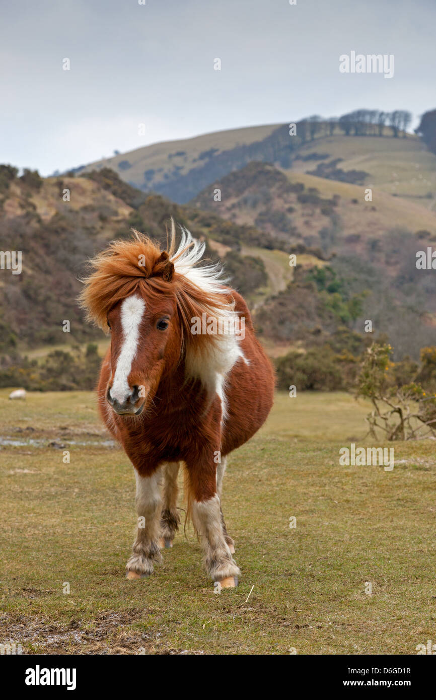 Dartmoor ponies wander through the National Park and are a feature of ...