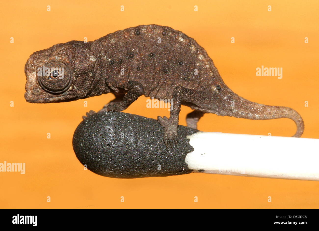 Micra cameleon hi-res stock photography and images - Alamy