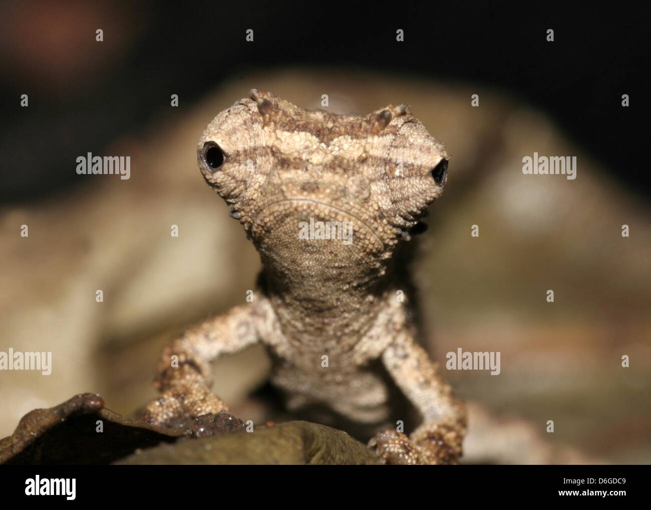 An undated handout file shows a tiny chameleon (Brookesia micra ...