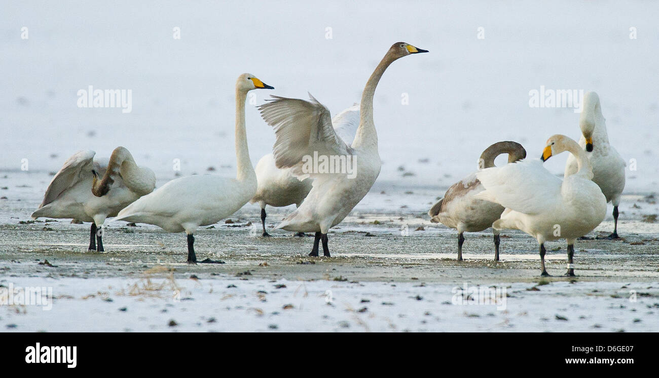 Whooper Swans, recognizable by their yellow beaks, stand on the ice in ...