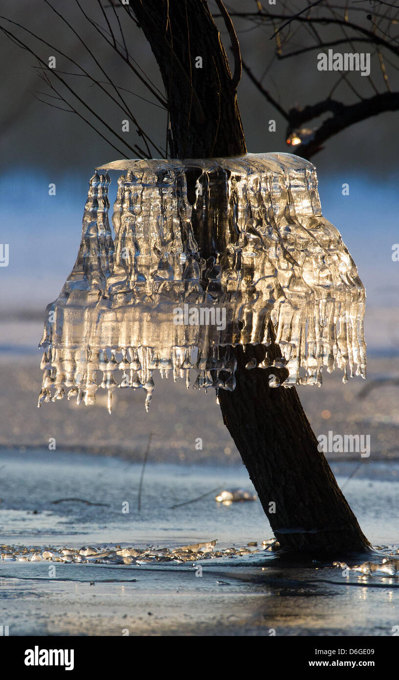 Strange ice structures have formed on the trunks of trees in Lower Oder ...