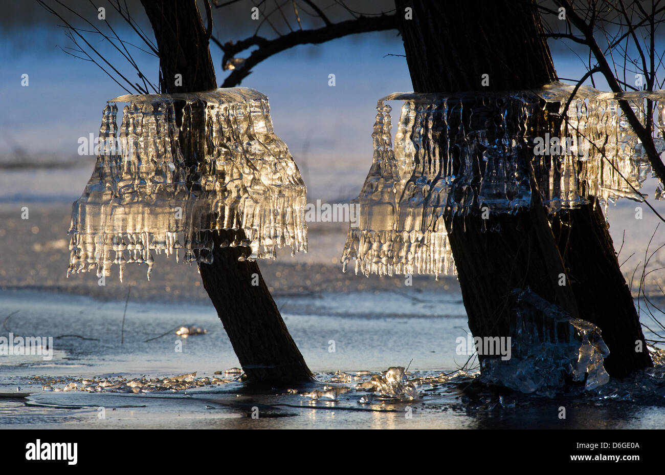 Strange ice structures have formed on the trunks of trees in Lower Oder ...