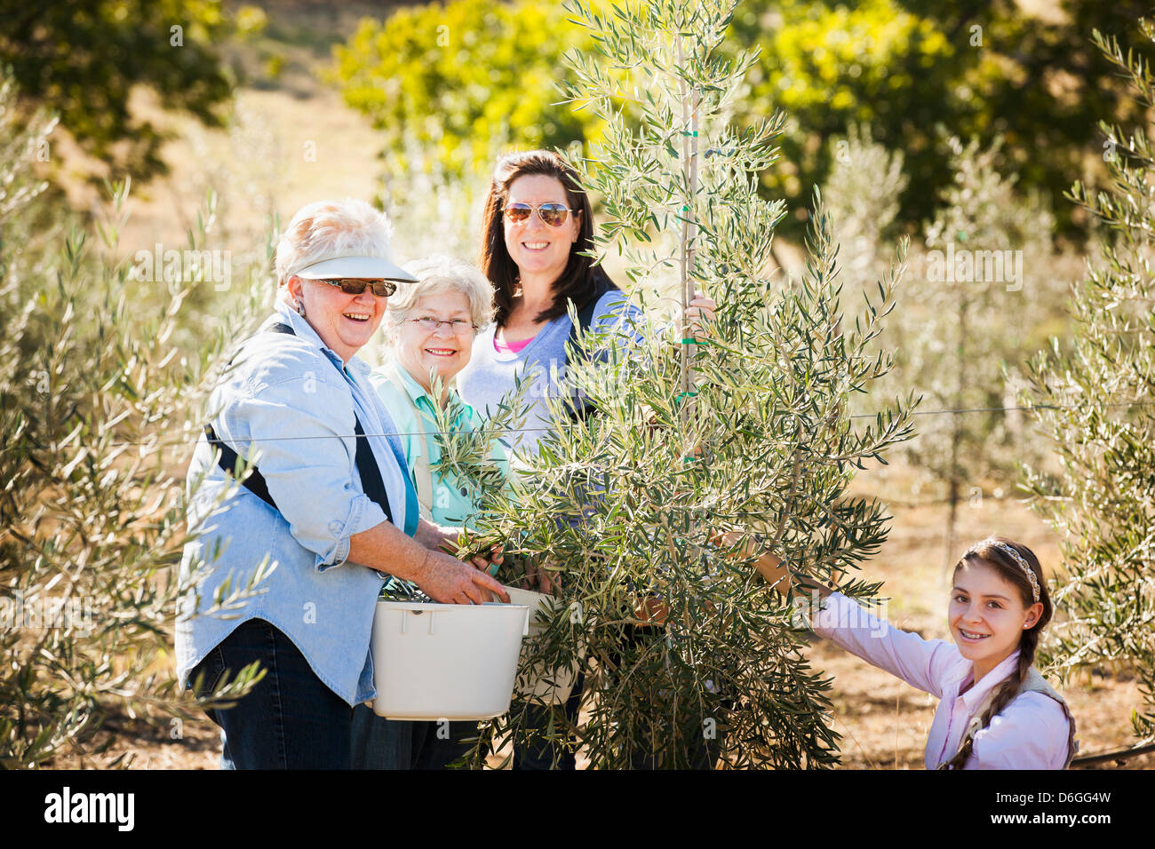 Olive tree family hi-res stock photography and images - Alamy