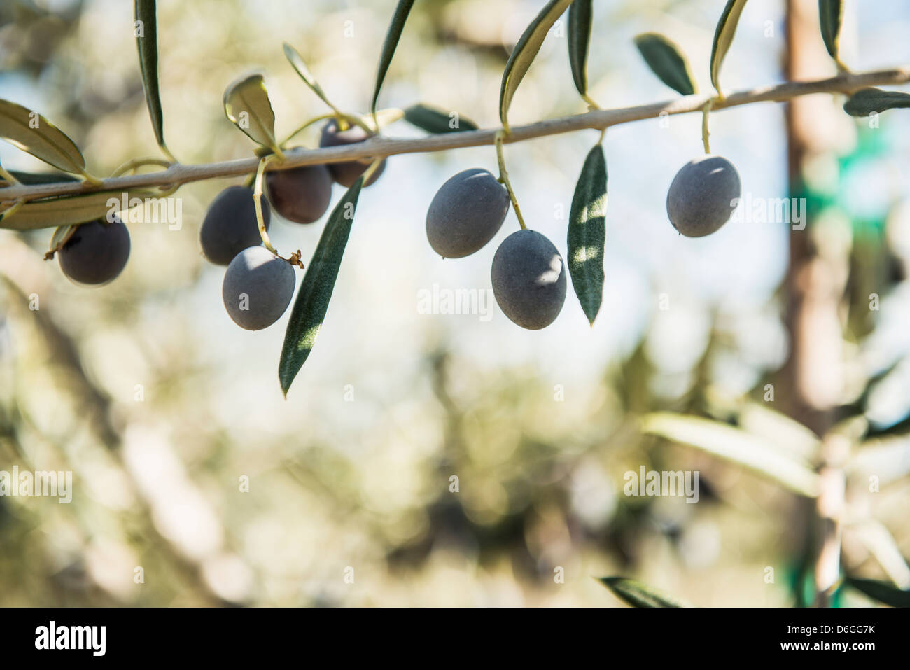 Growing olive tree hi-res stock photography and images - Alamy