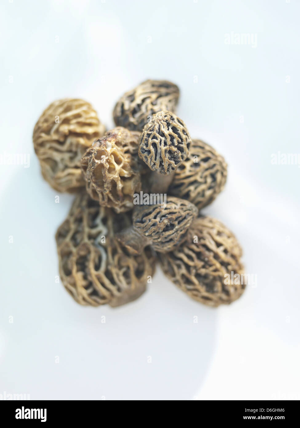 Morrell hi-res stock photography and images - Alamy