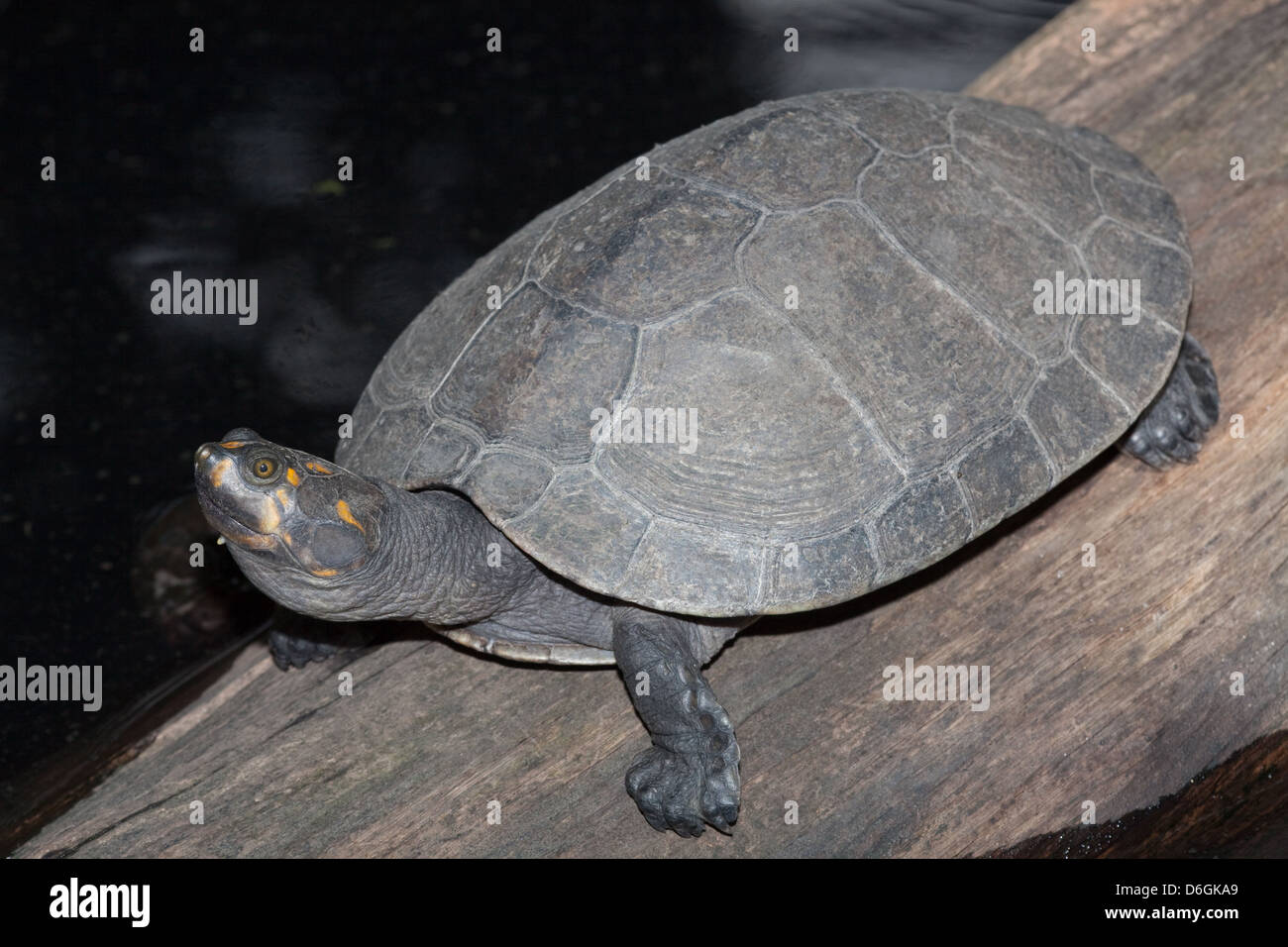 YELLOW-SPOTTED AMAZON RIVER TURTLE PODOCNEMIS UNIFILIS Stock Photo - Alamy