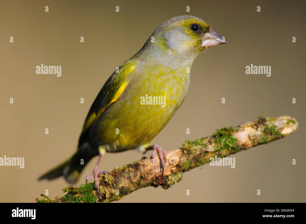 Common greenfinches hi-res stock photography and images - Alamy