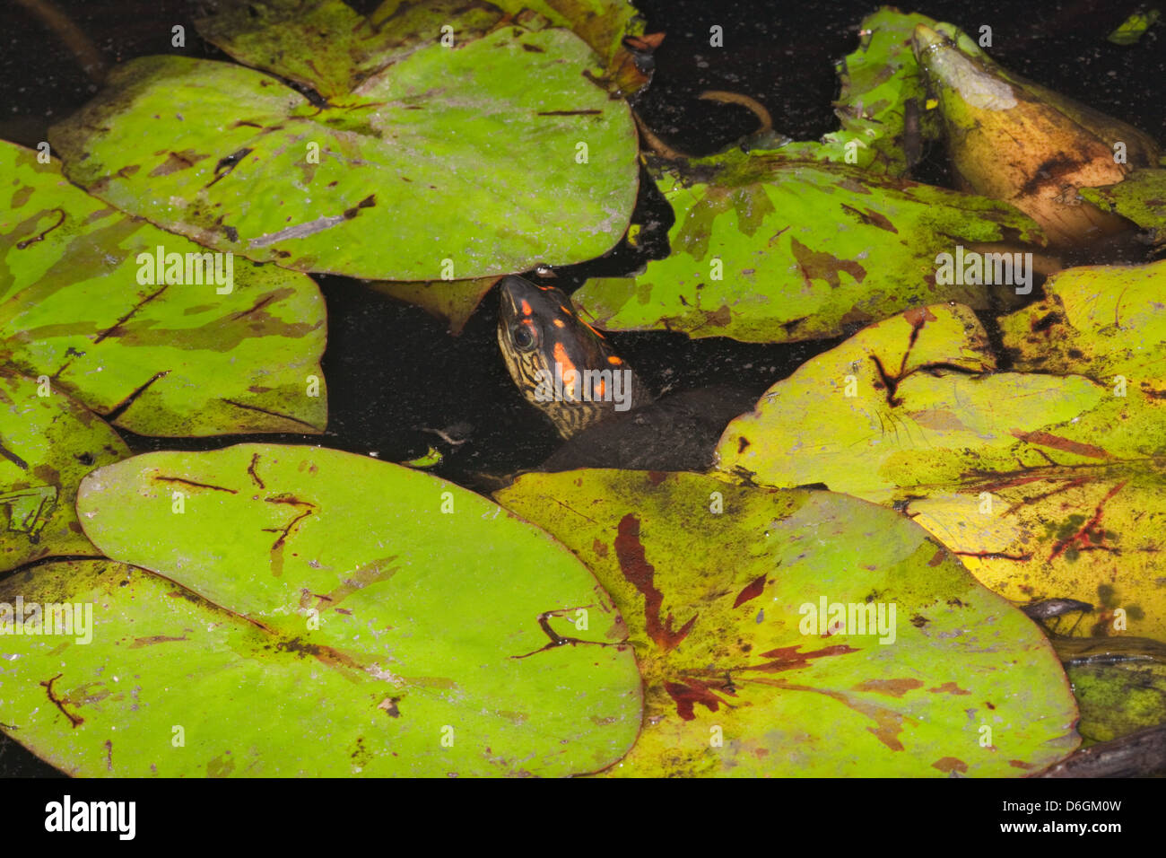 South American Wood Turtle (Rhinoclemmys punctularia). Showing typical ...