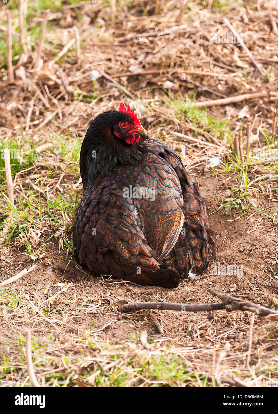 Barnevelder chicken hi-res stock photography and images - Alamy