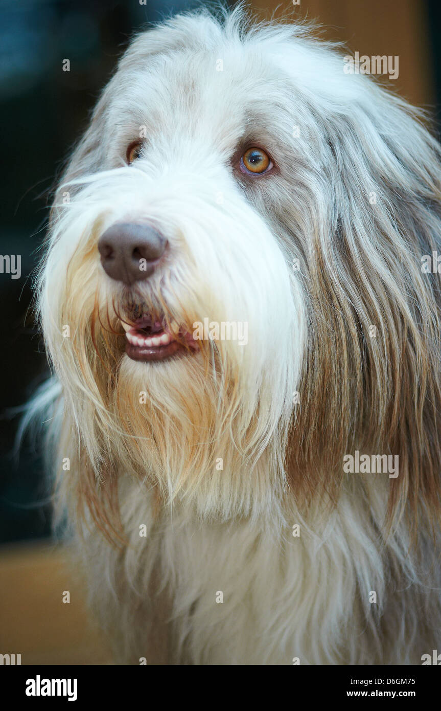The face of a friendly Old English Sheepdog Stock Photo - Alamy