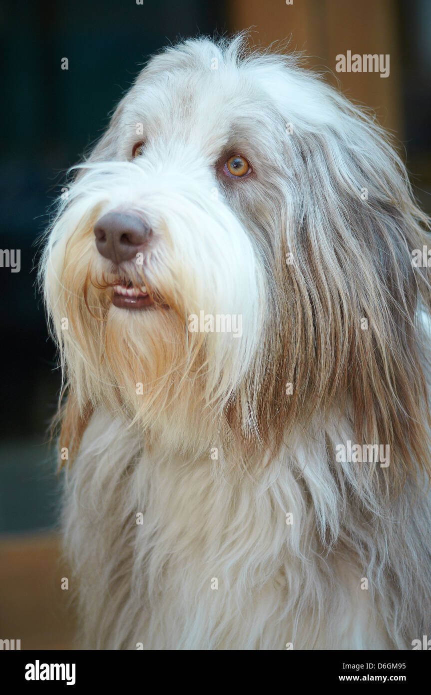 The face of a friendly Old English Sheepdog Stock Photo - Alamy