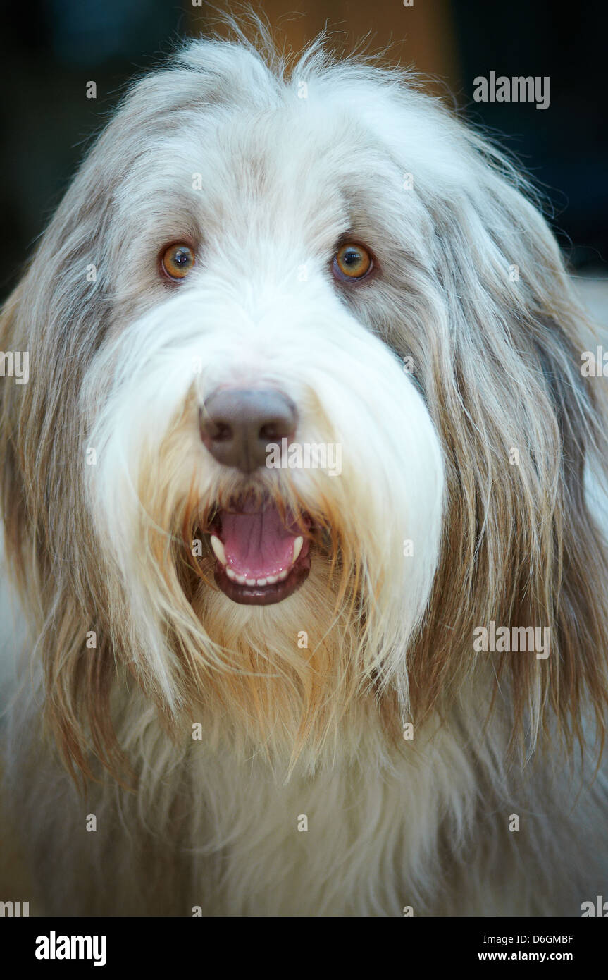 The face of a friendly Old English Sheepdog Stock Photo - Alamy