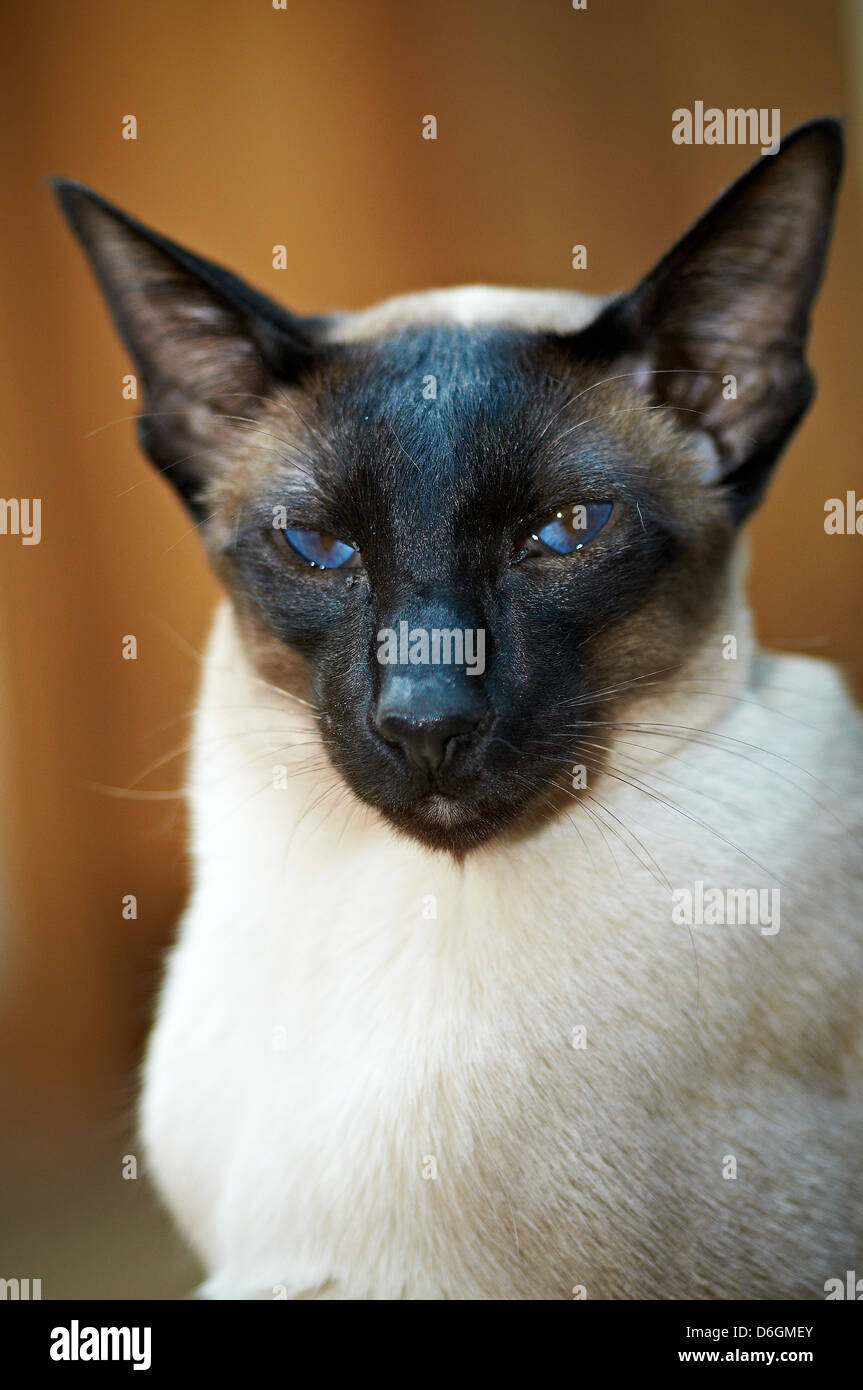 A Siamese cat with vivid coloured eyes Stock Photo - Alamy