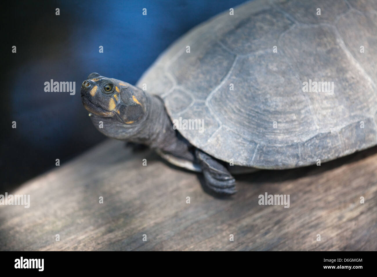 YELLOW-SPOTTED AMAZON RIVER TURTLE PODOCNEMIS UNIFILIS Stock Photo - Alamy