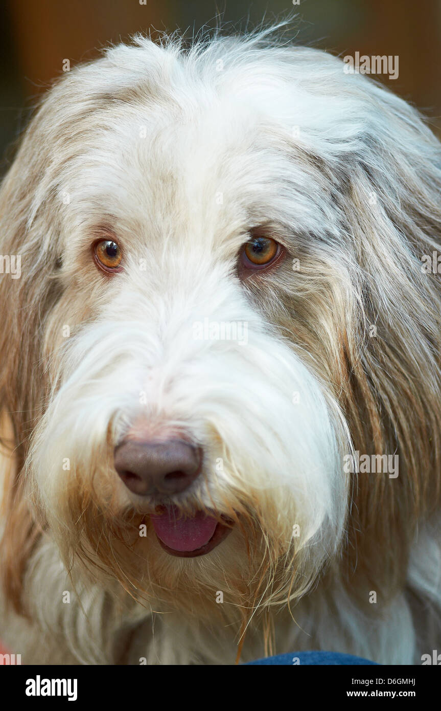 The face of a friendly Old English Sheepdog Stock Photo - Alamy
