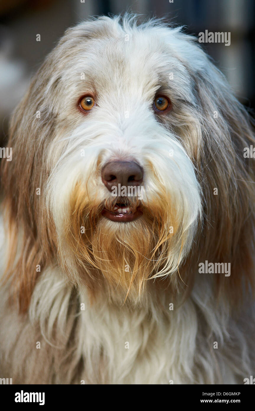 The face of a friendly Old English Sheepdog Stock Photo - Alamy