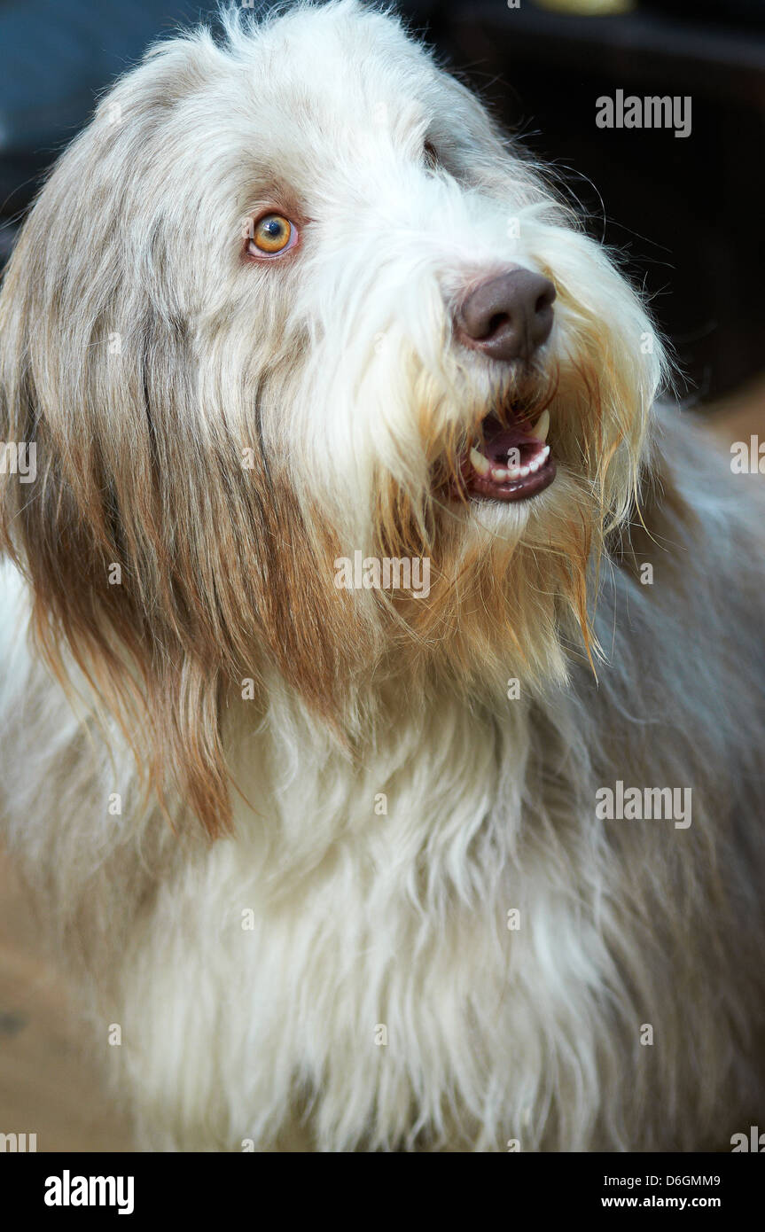 The face of a friendly Old English Sheepdog Stock Photo - Alamy