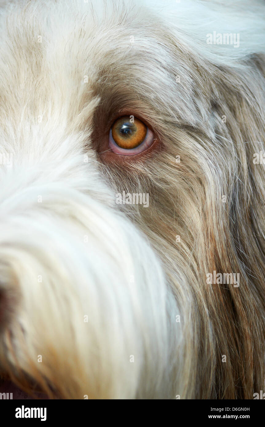 The face of a friendly Old English Sheepdog Stock Photo - Alamy