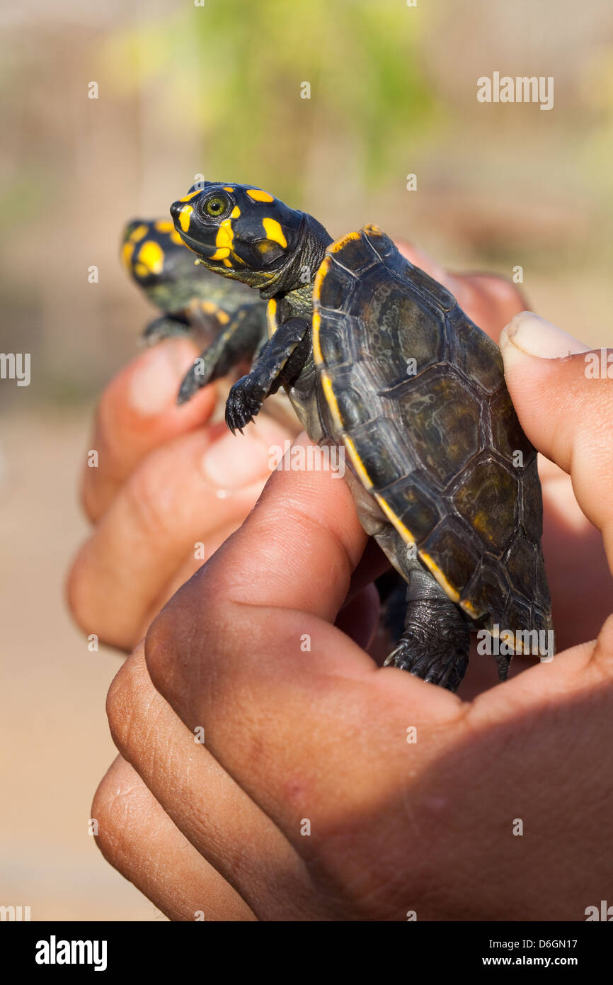 Yellow-spotted River Turtles (Podocnemis unifilis). Young, eight month ...
