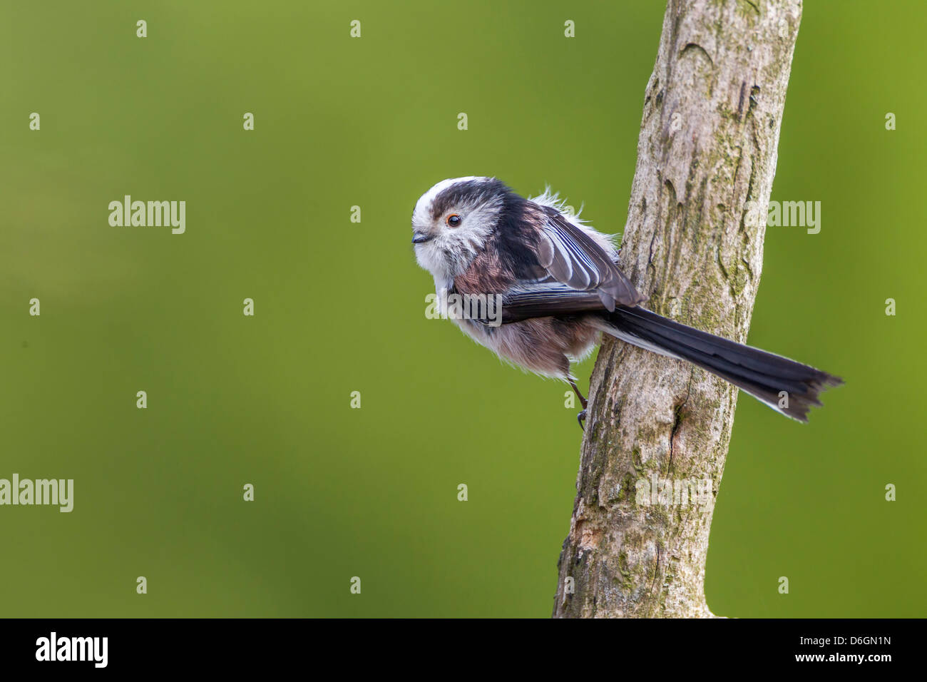 Long-tailecd Tit. Aegithalos caudatus (Aegithalidae Stock Photo - Alamy