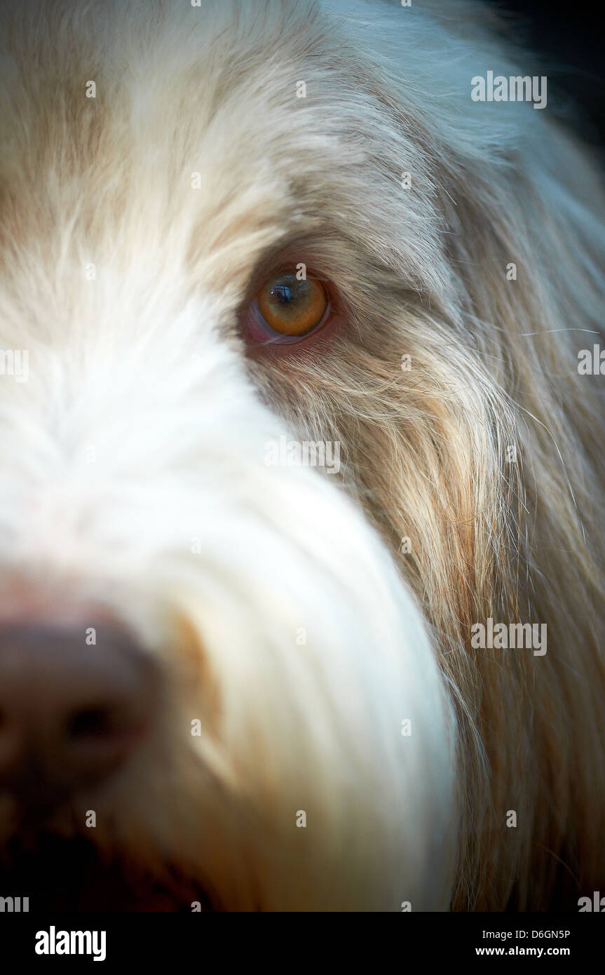 The face of a friendly Old English Sheepdog Stock Photo - Alamy