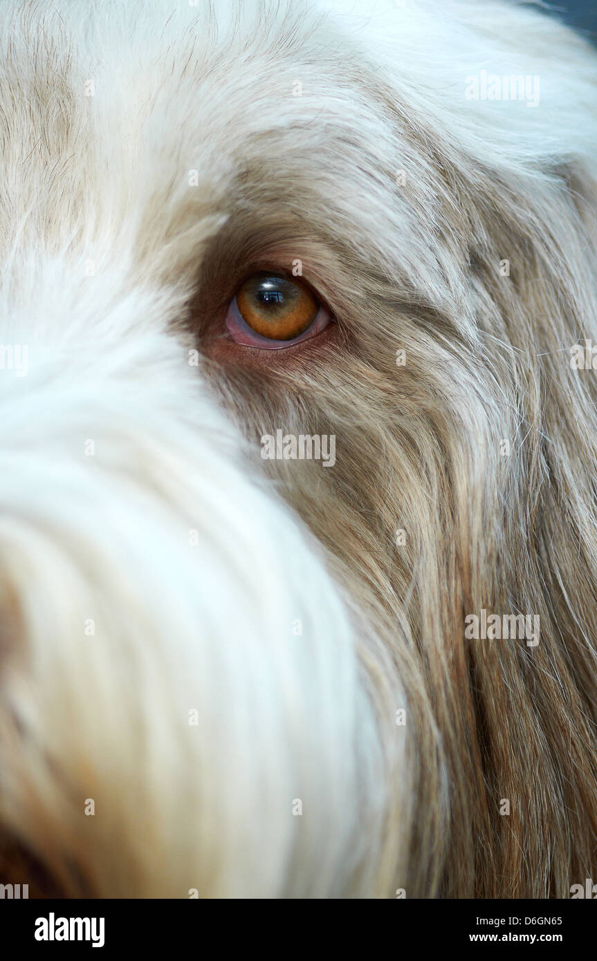 The face of a friendly Old English Sheepdog Stock Photo - Alamy