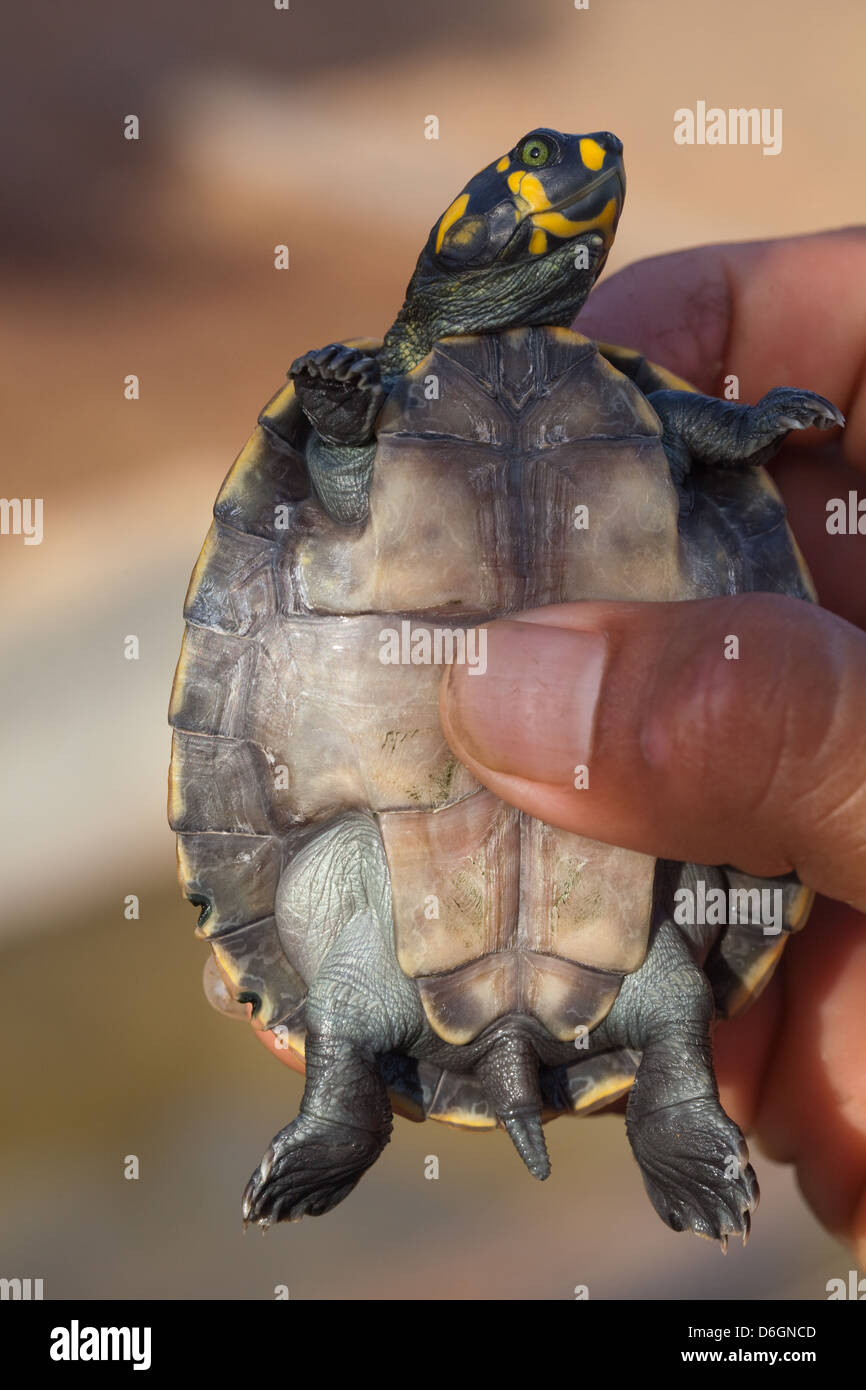 Turtle eggs baby hi-res stock photography and images - Alamy