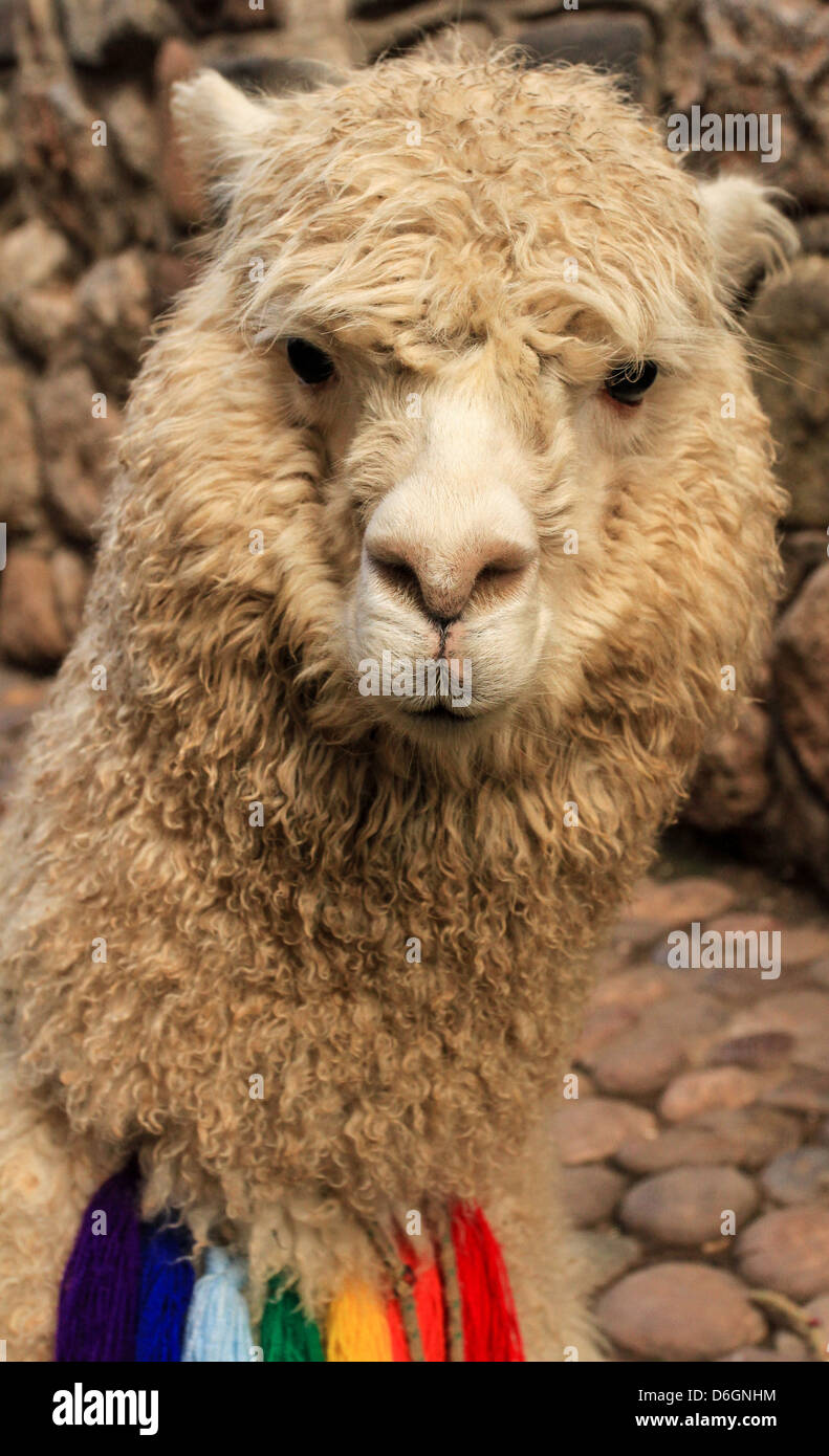 Photo of cusco hi-res stock photography and images - Alamy