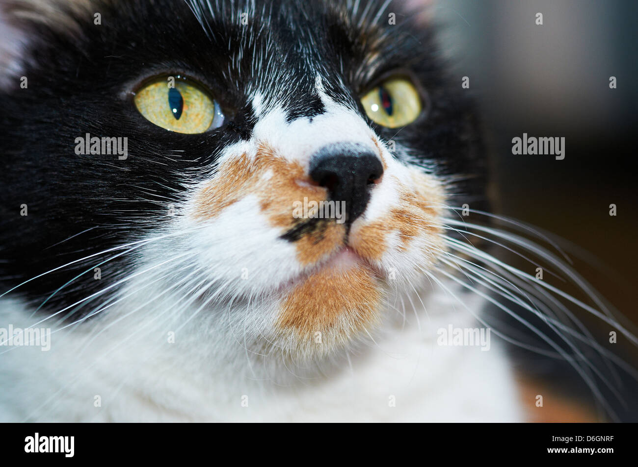 The face of a multicolored feline Stock Photo - Alamy