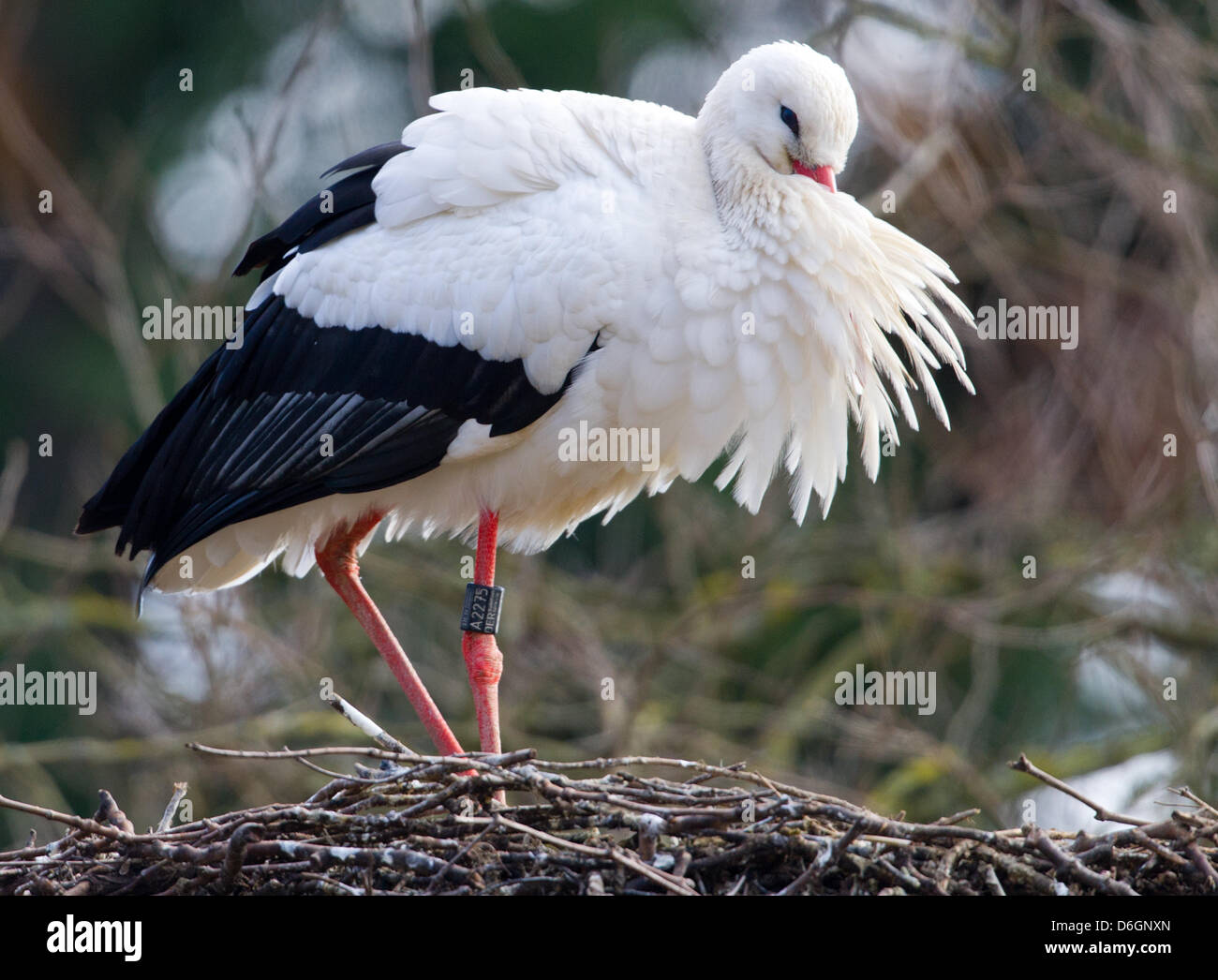 A white stork has settled on its nest at Luisenpark in Mannheim ...
