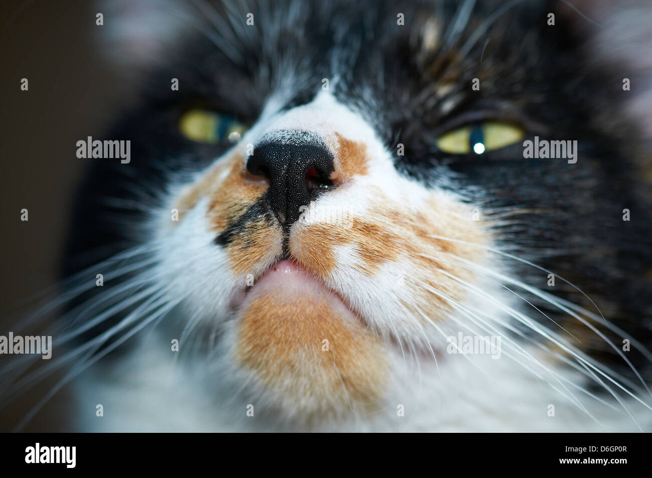 The face of a multicolored feline Stock Photo - Alamy