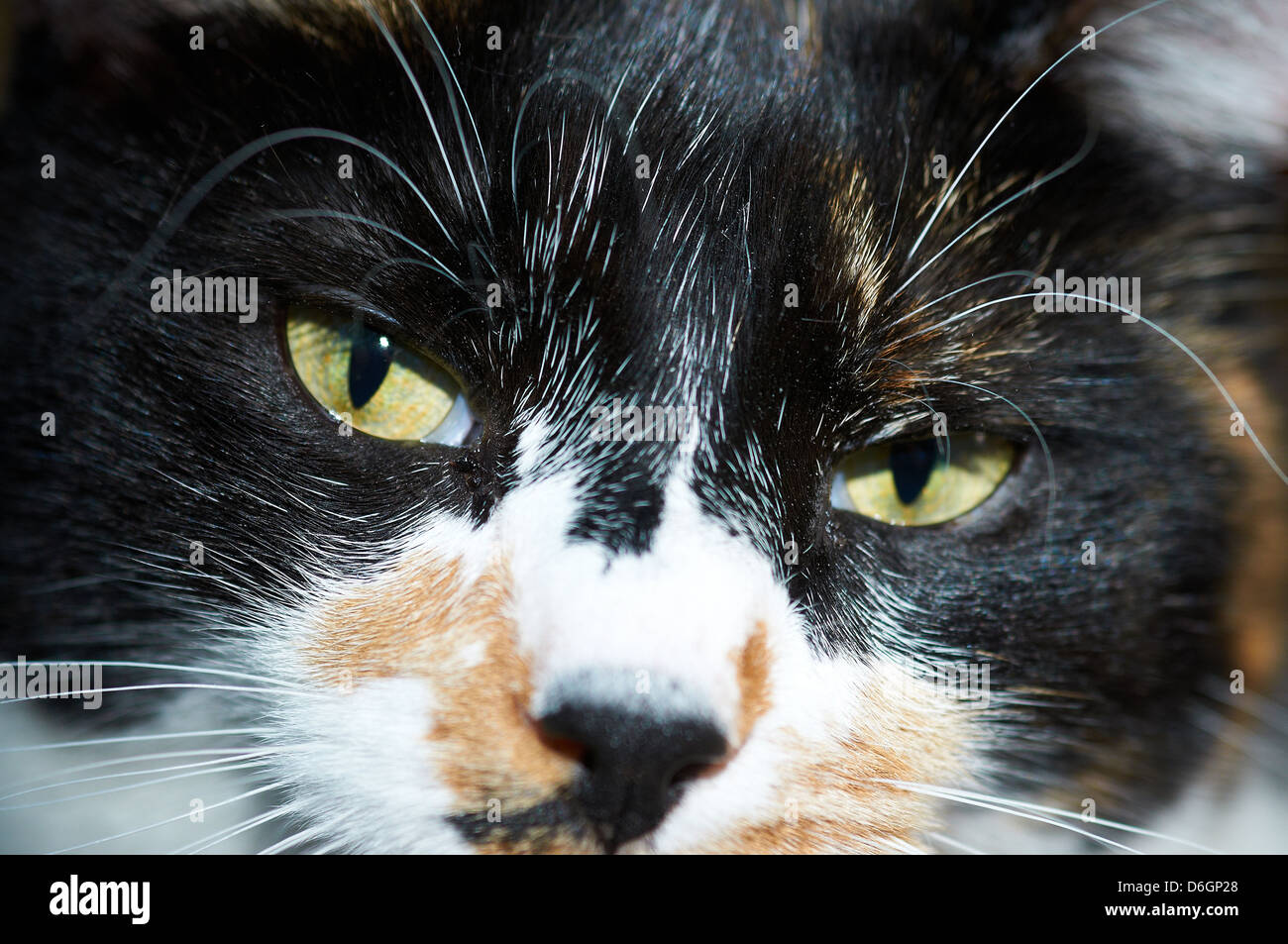 The face of a multicolored feline Stock Photo - Alamy