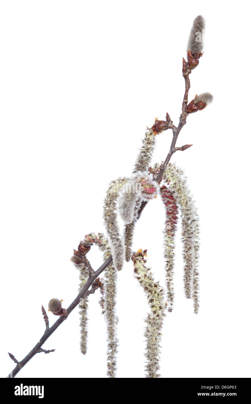 Catkin plant hi-res stock photography and images - Alamy